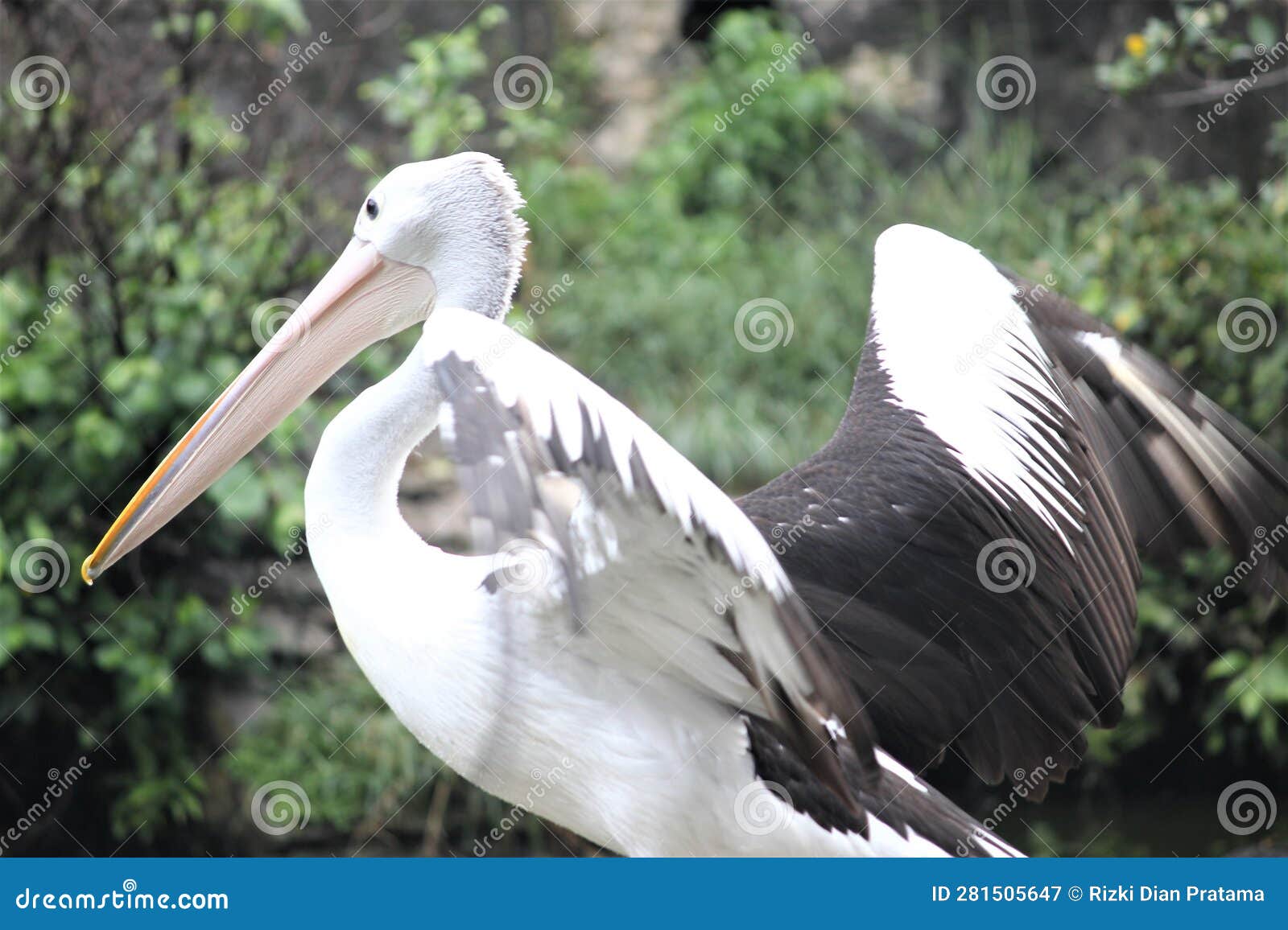 Flock of Pelicans on the Lake Stock Image - Image of flight, wing ...