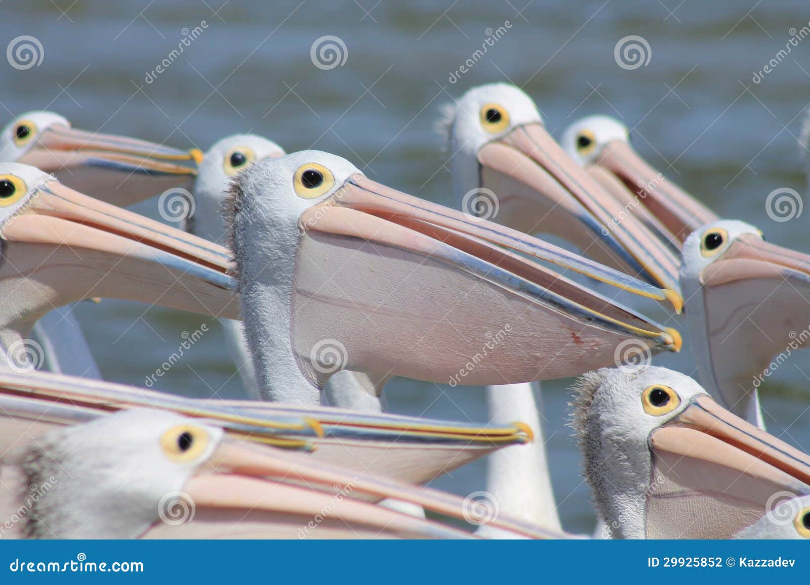 Flock of Pelicans stock photo. Image of ocean, beach - 29925852