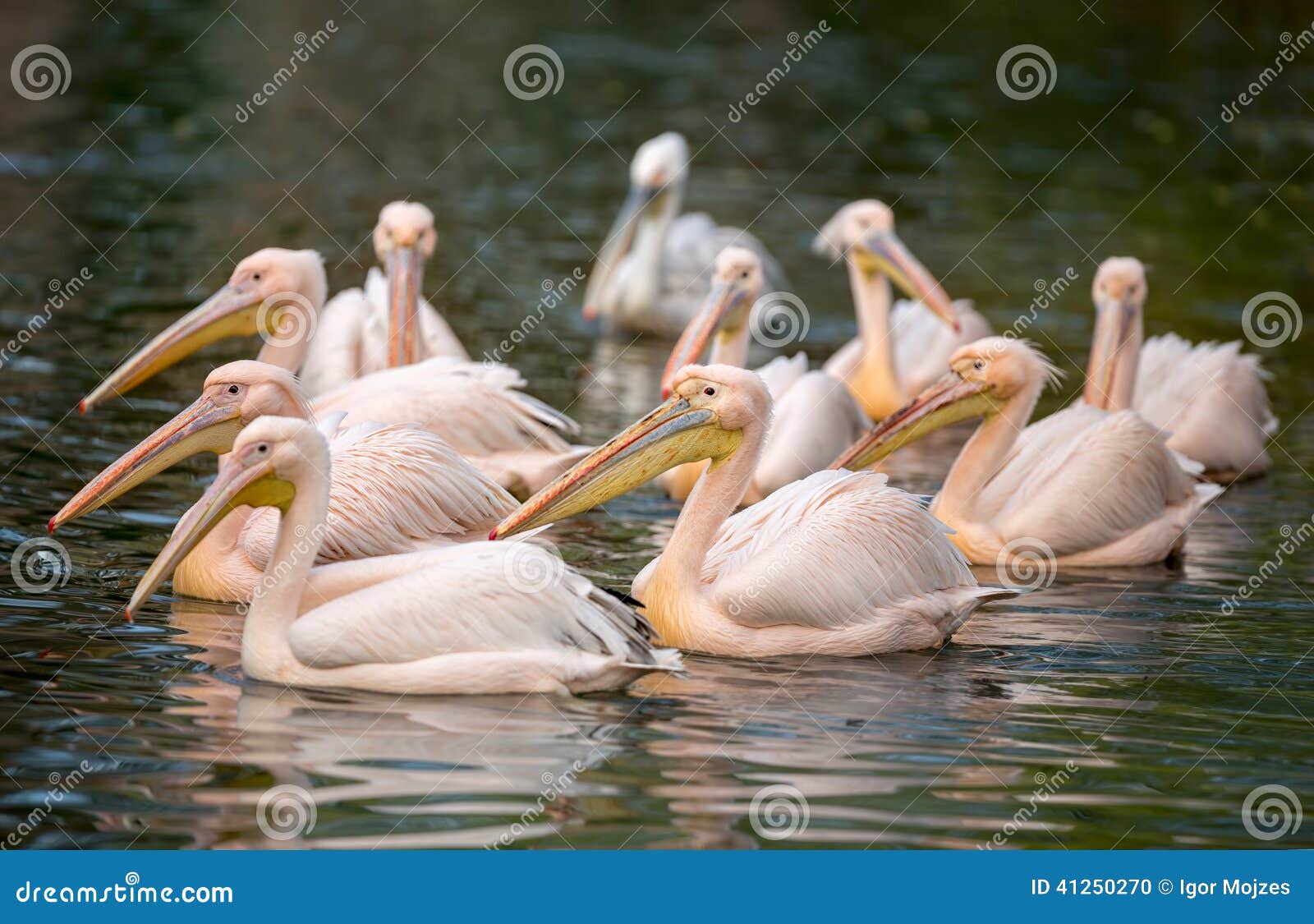 Flock of pelicans stock photo. Image of fishing, beak - 41250270