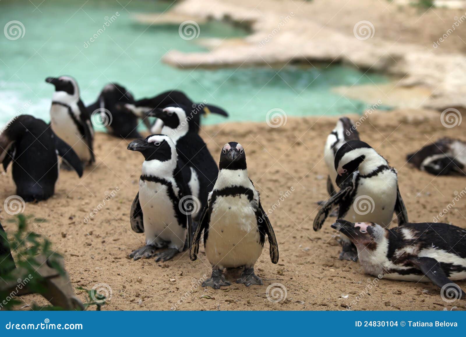 Flock of penguins stock photo. Image of horizontal, demersus - 24830104