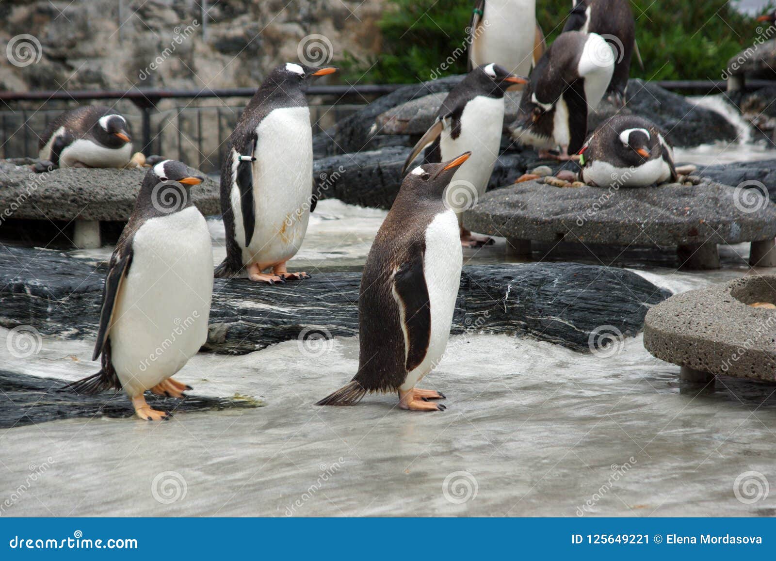 A Flock of Penguins on the Rocks in the Rain Stock Image - Image of ...