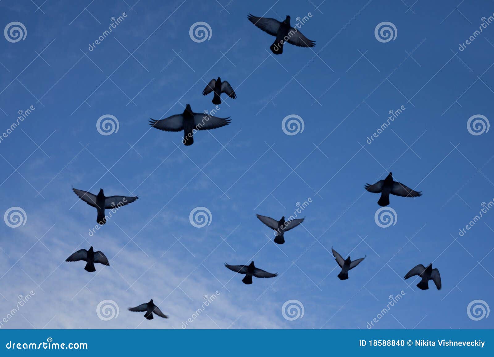 Flock of pigeons stock photo. Image of black, motion - 18588840