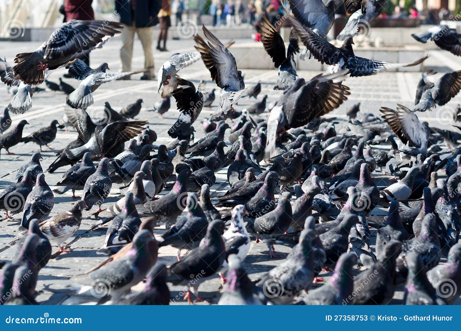 Flock of pigeons stock image. Image of crowd, pigeon - 27358753