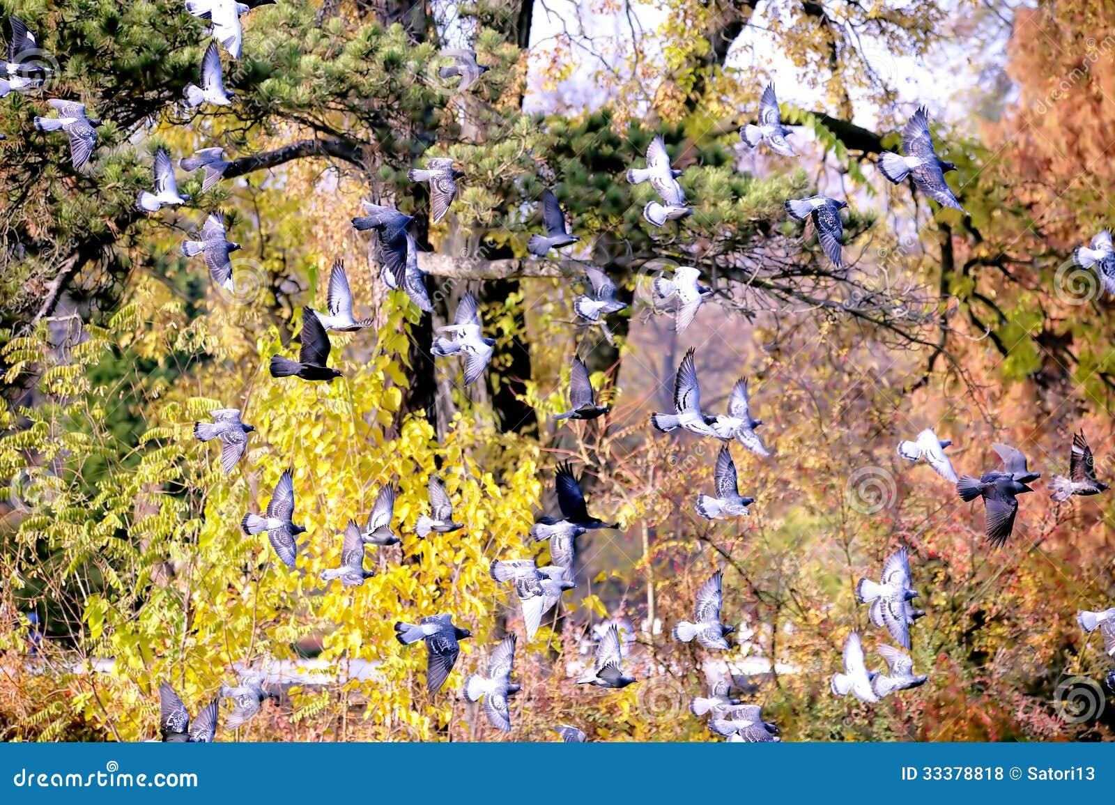 Flock of pigeons stock photo. Image of animals, environment - 33378818