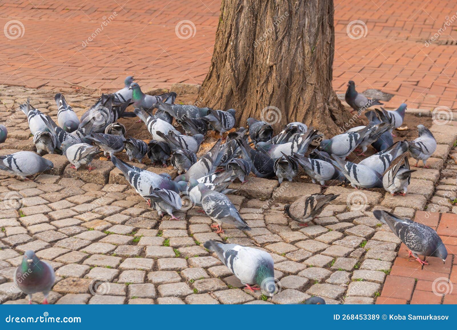 Flock of Pigeons and Doves at Street Stock Image - Image of feather ...
