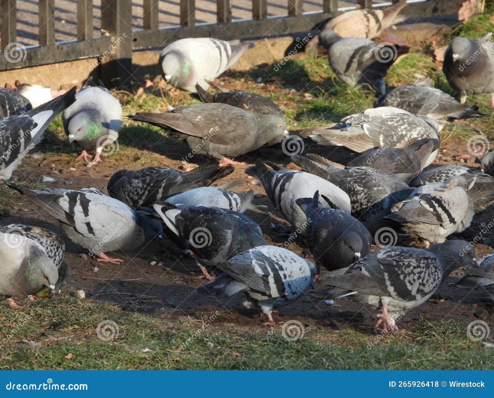Flock of Pigeons Eating on the Ground Stock Photo - Image of nature ...