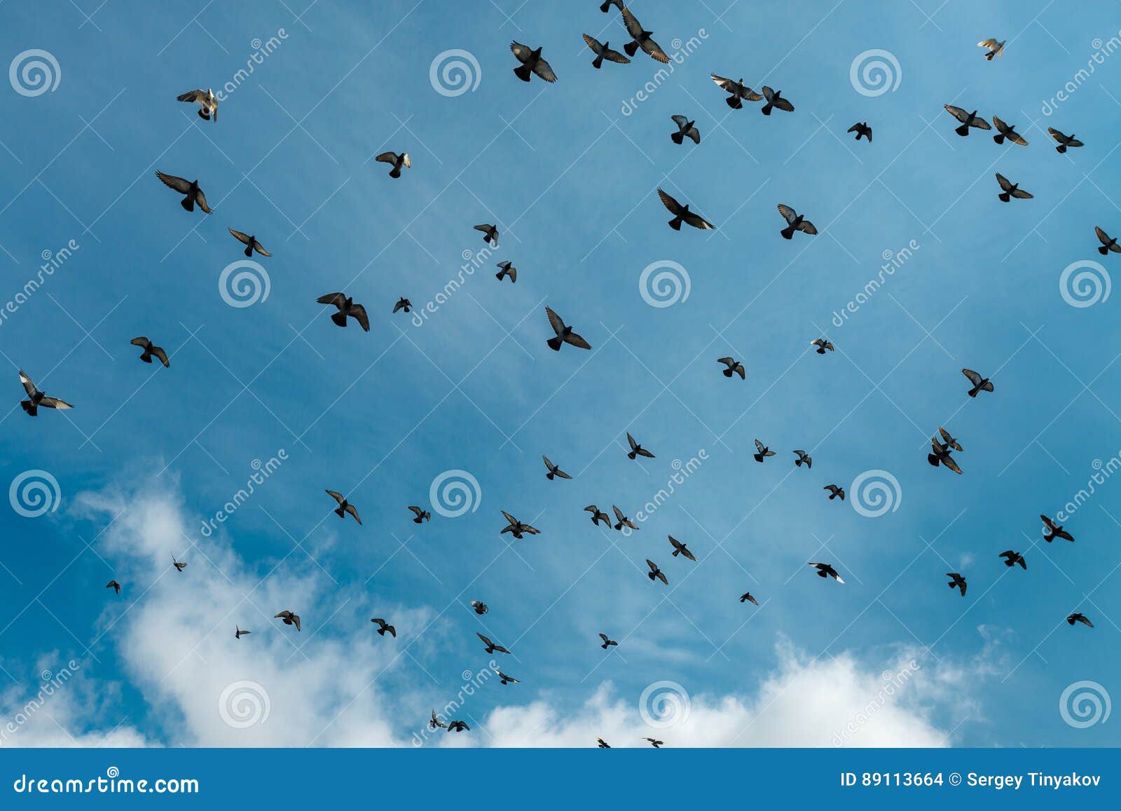 A Flock of Pigeons Flies Across the Sky Against a Background of White ...
