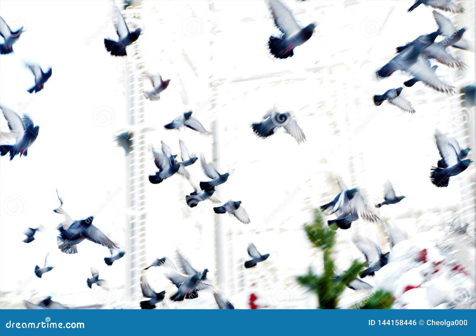 A Flock of Pigeons in Flight, in the Square, Soft Selective Focus Stock ...