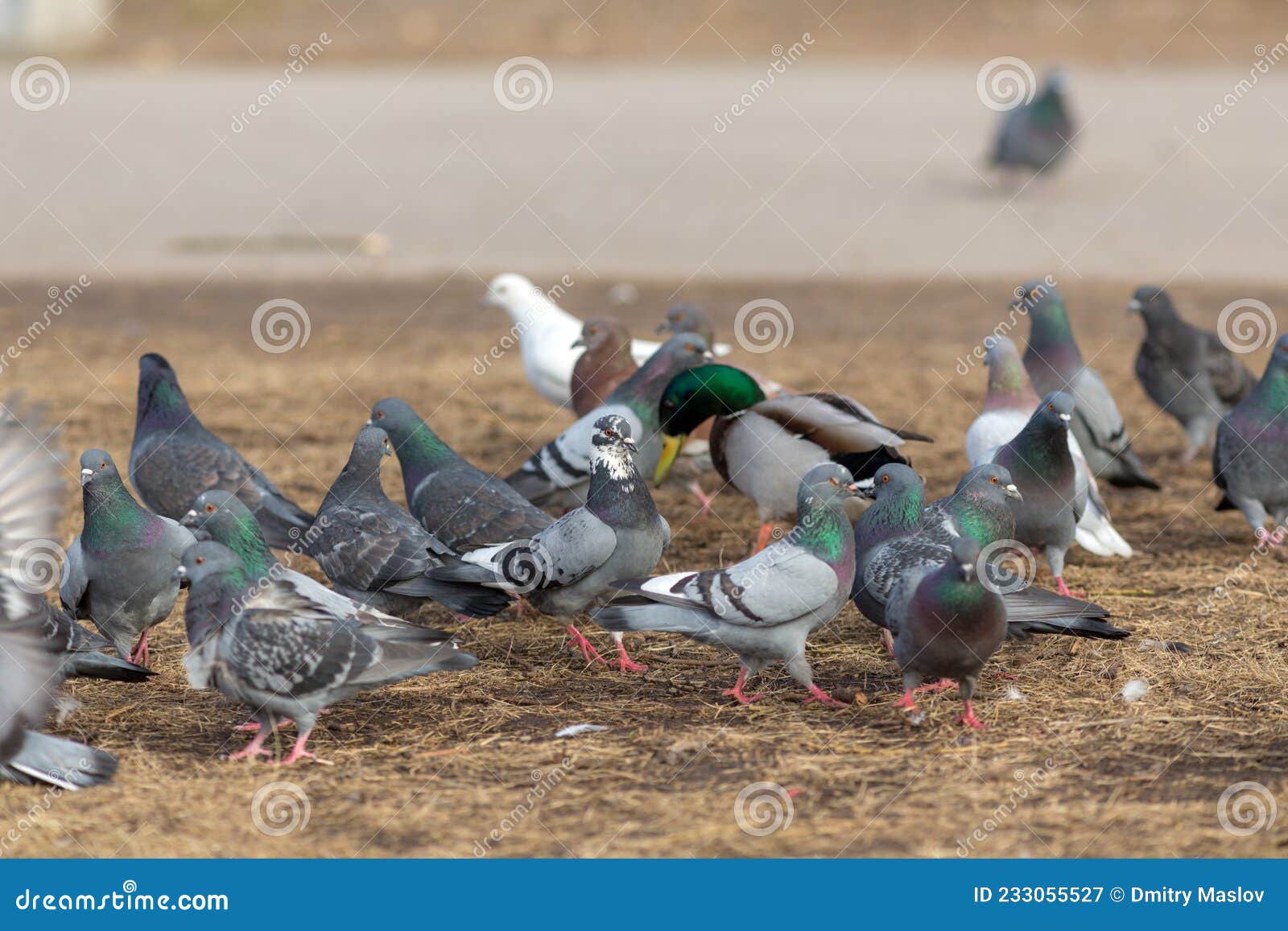 Flock of pigeons stock image. Image of nature, pigeon - 233055527