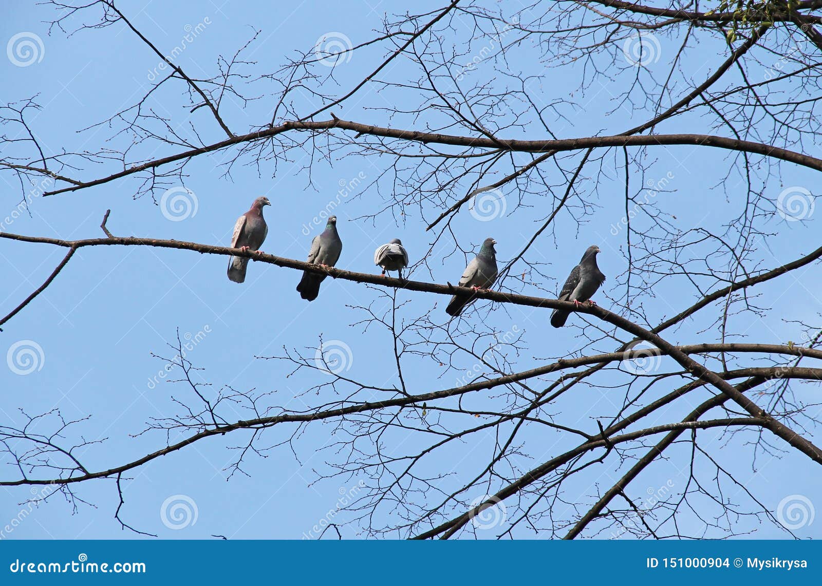 Flock of pigeons stock photo. Image of flock, doves - 151000904
