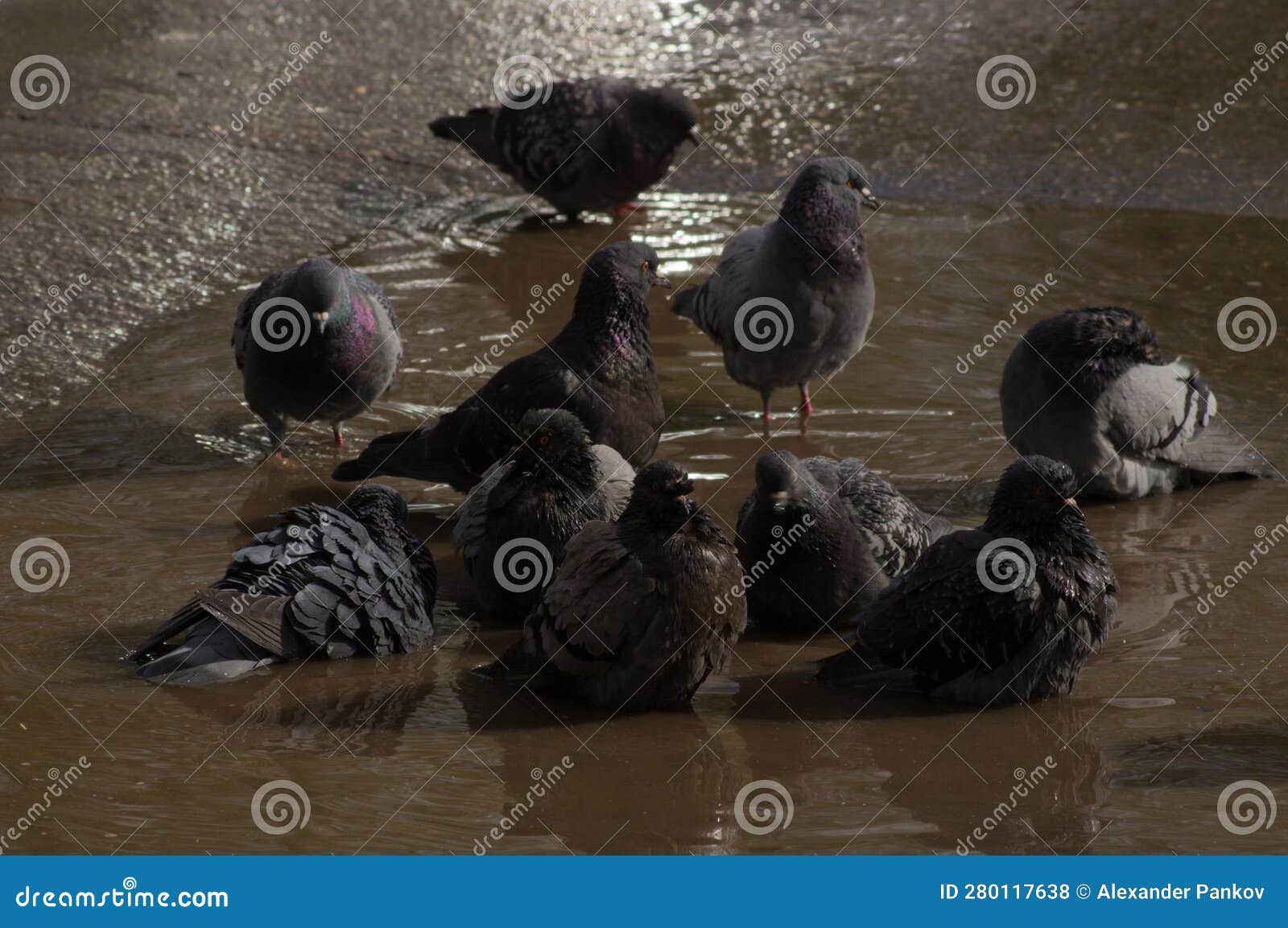 Flock of pigeons stock photo. Image of water, pigeon - 280117638