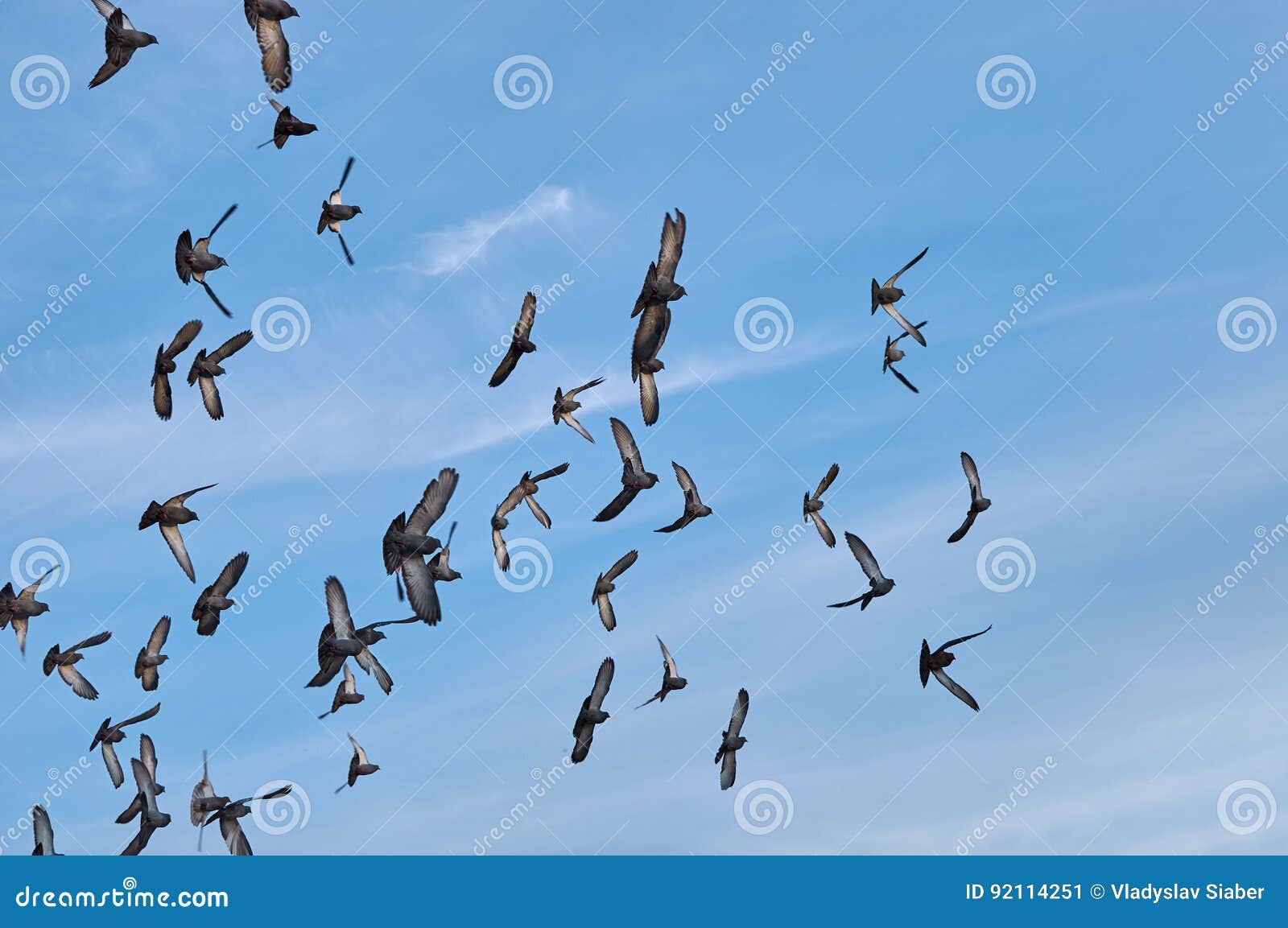 Flock Of Pigeons Or Doves Flying Past Scaffolding Stock Photography ...