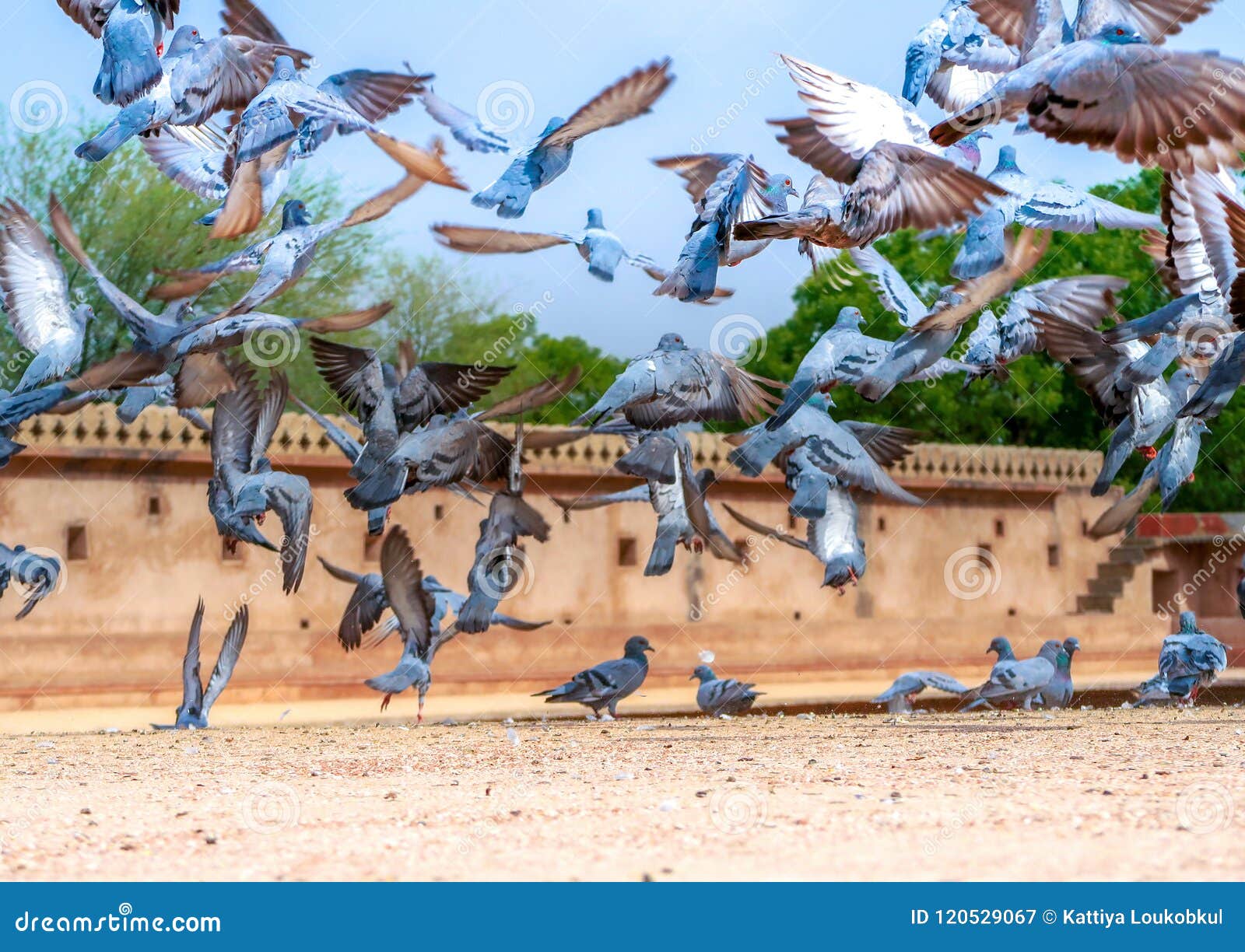 Flock of pigeons flying stock image. Image of beautiful - 120529067