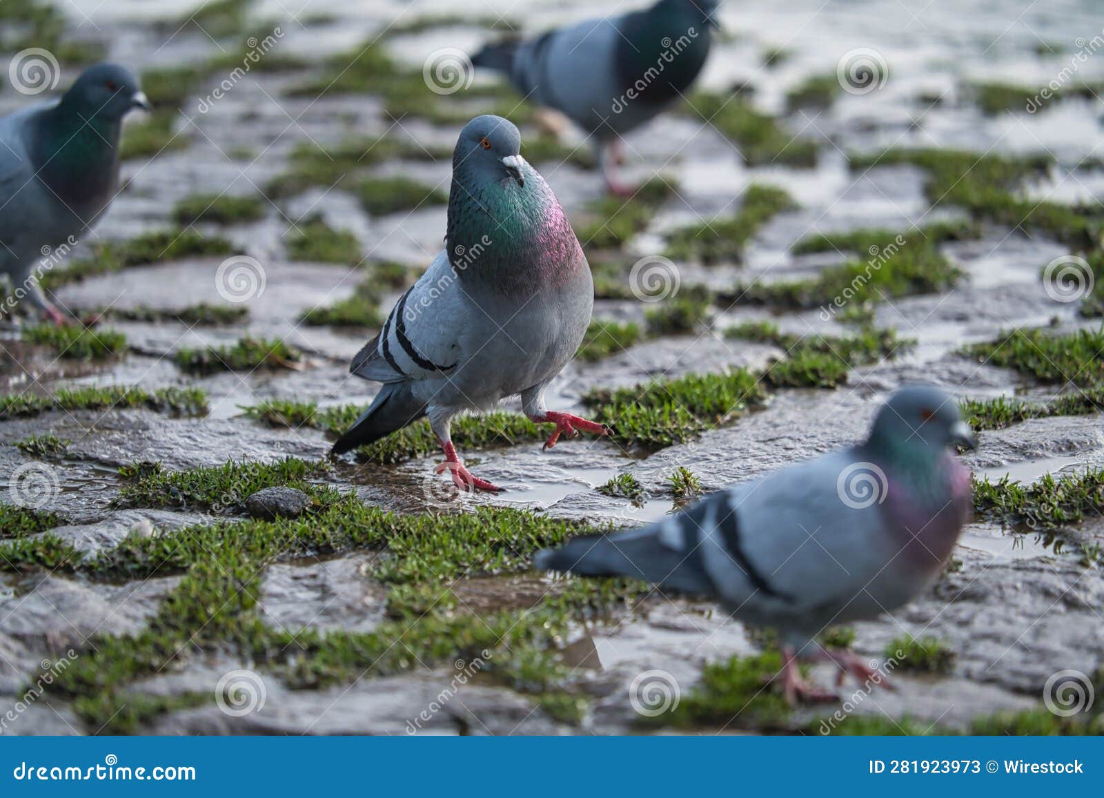 Flock of Pigeons Gathered Around a Paved Walkway in a Backyard Stock ...