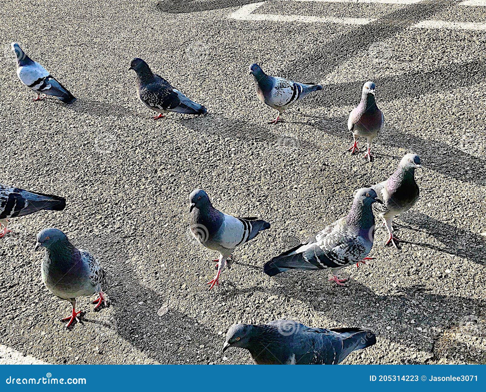 A flock of pigeons stock image. Image of birds, pigeons - 205314223