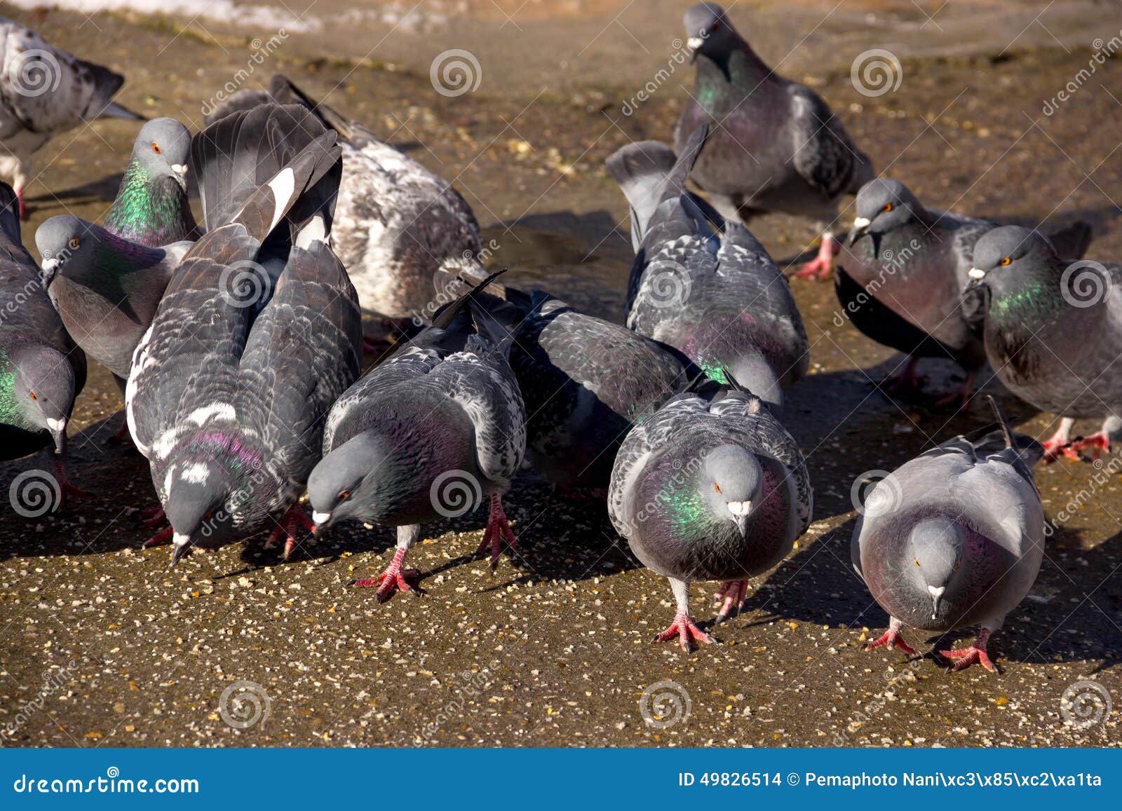 Flock of Pigeons stock photo. Image of pigeons, blue - 49826514