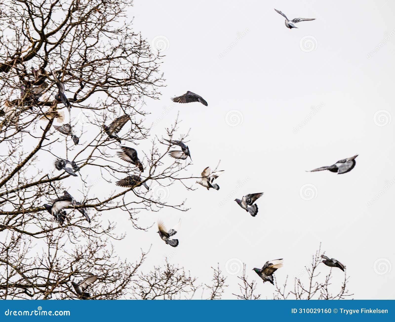 Flock of Pigeons Landing in a Tree.. Stock Photo - Image of wildlife ...