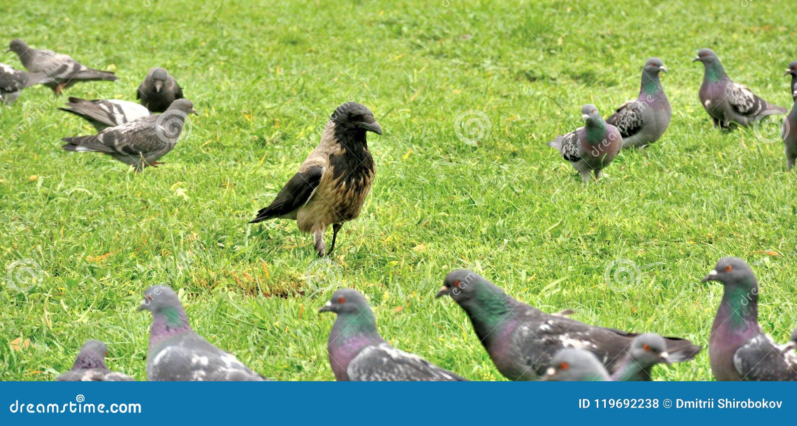 Pigeons and crow stock photo. Image of bird, avian, wildlife - 119692238