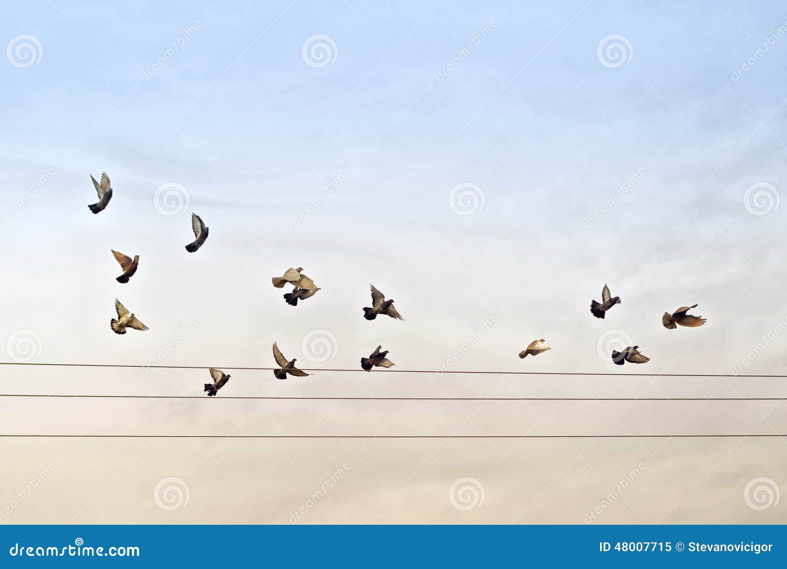 Flock of Pigeons Over Power Wires Stock Image - Image of fowl, nature ...