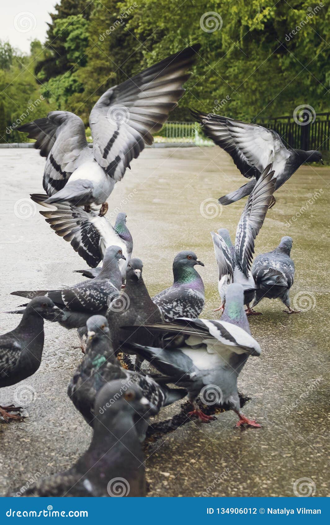 A Flock of Pigeons in the Park Stock Photo - Image of home, female ...