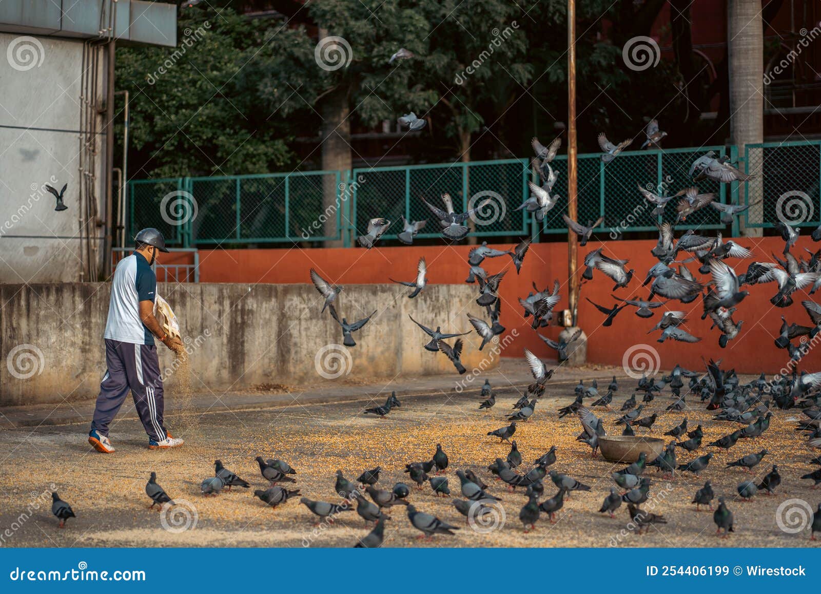 Flock of Pigeons on the Park with a Man Stock Image - Image of flock ...