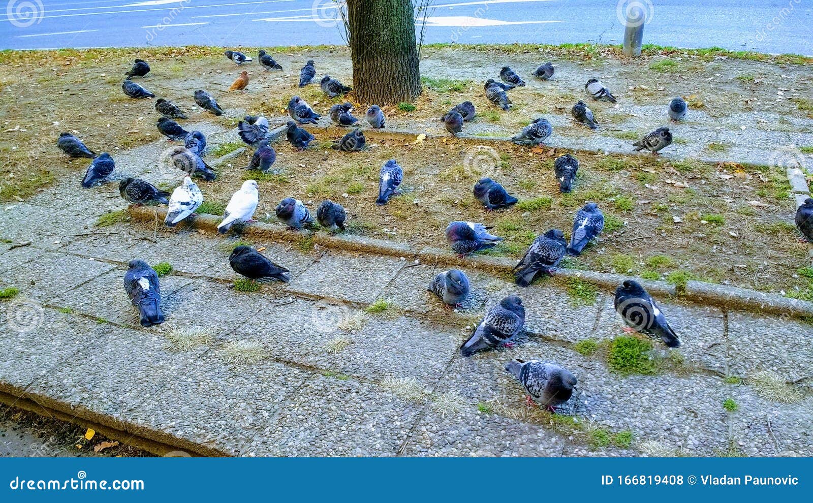 Flock of Pigeons in a Park by the Street Stock Photo - Image of bunch ...