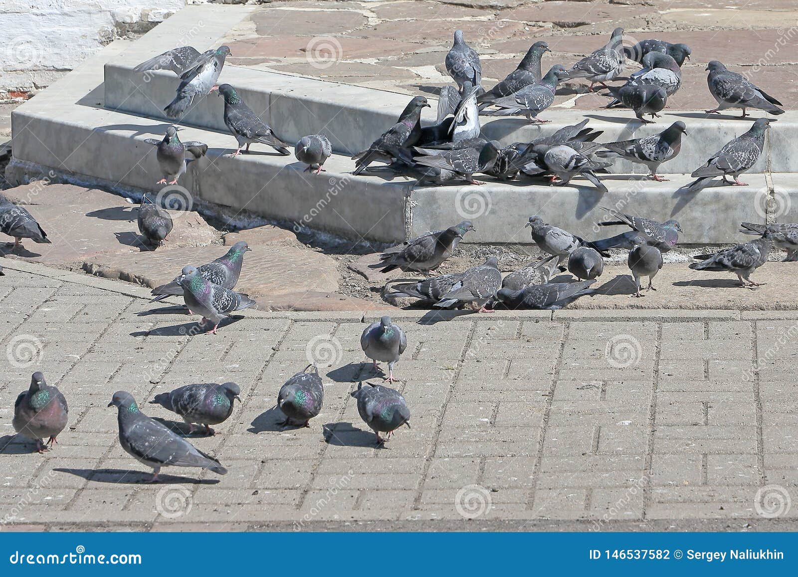A Flock of Pigeons Sitting on the Steps Stock Photo - Image of nature ...