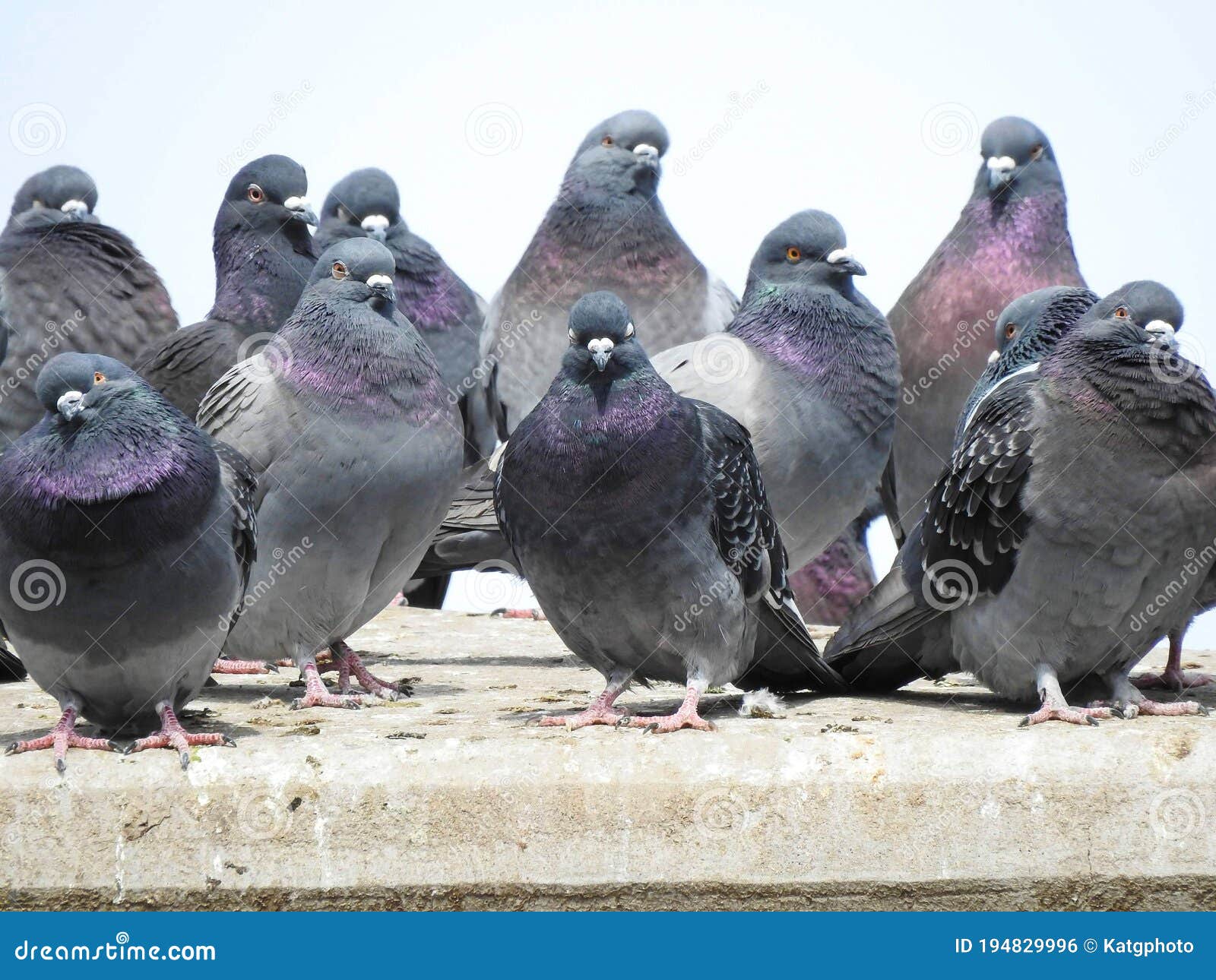 Flock of Pigeons Sitting Together in a Group Stock Photo - Image of ...