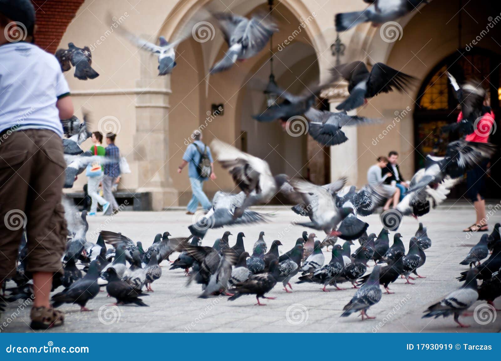 Flock of Pigeons on Square Market Stock Image - Image of pigeon ...