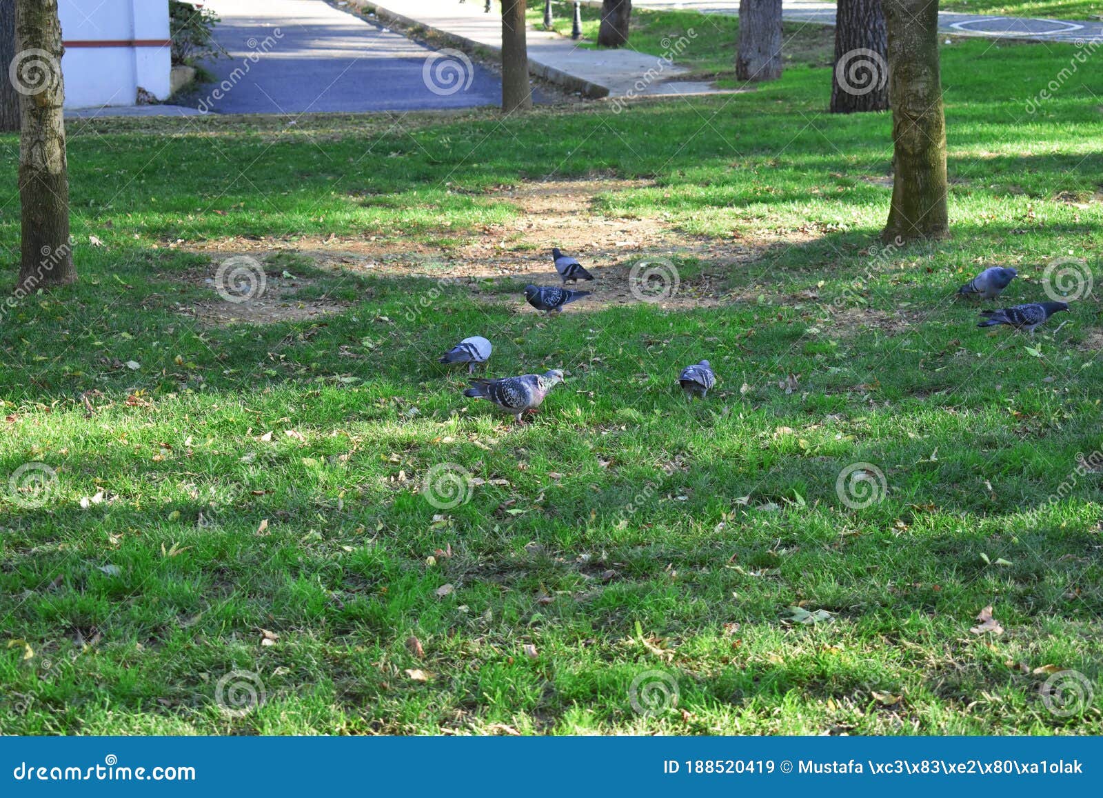 A Flock of Pigeons in a Summer Park Fun on the Fly Bite Seeds Stock ...