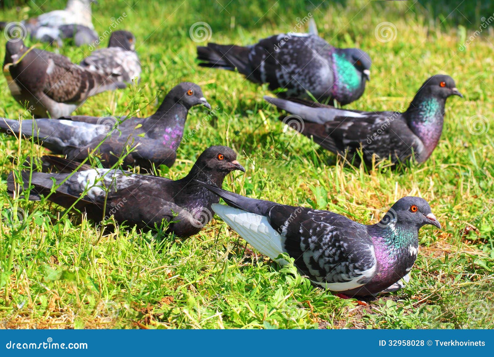 A flock of pigeons stock photo. Image of unusual, relaxation - 32958028