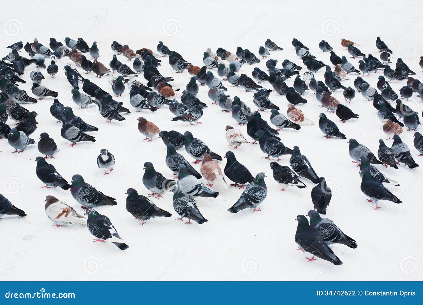Flock of pigeons in winter stock photo. Image of snow - 34742622