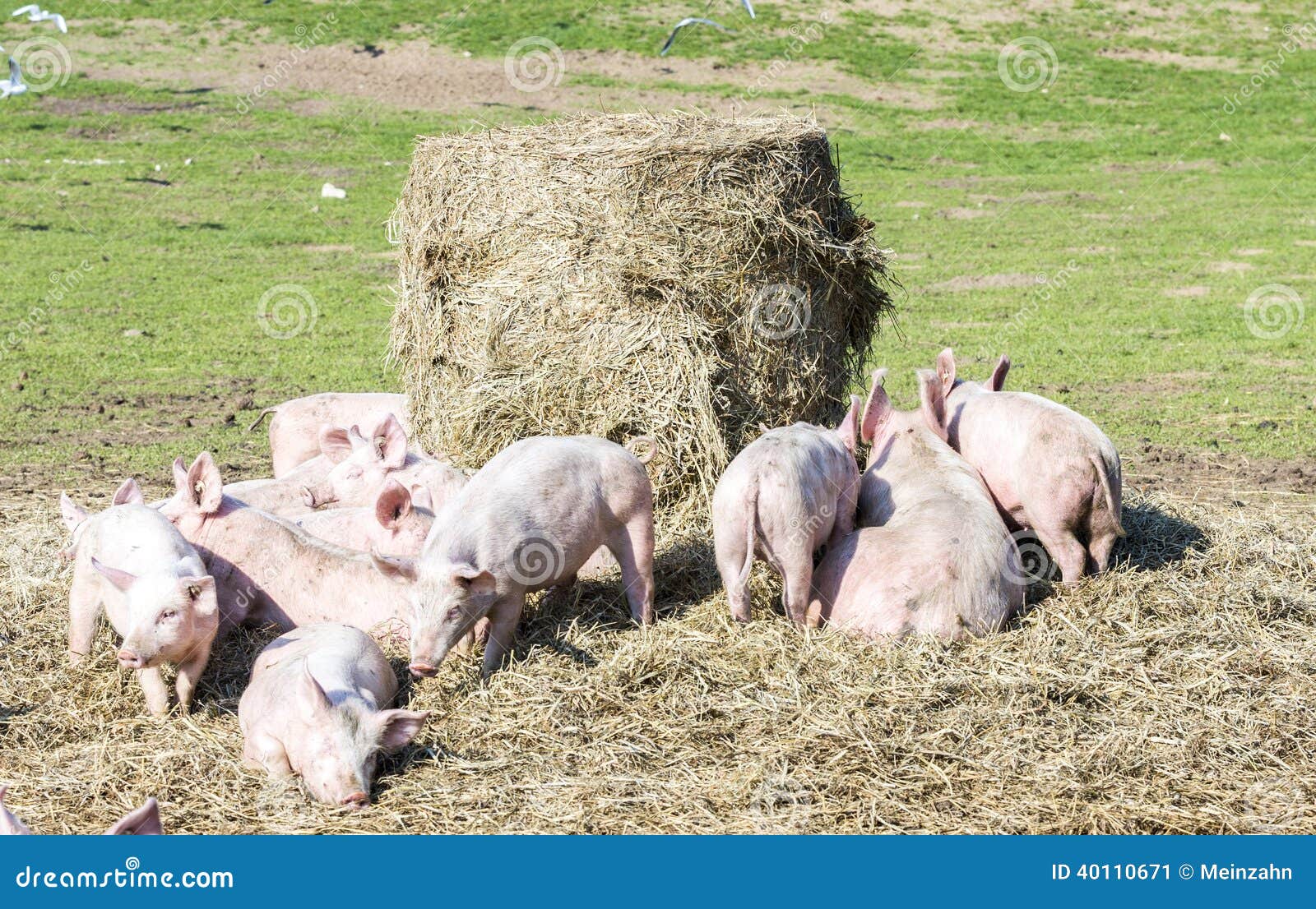 Flock of Pigs in a Bio Farm Stock Image - Image of outdoors, healthy ...