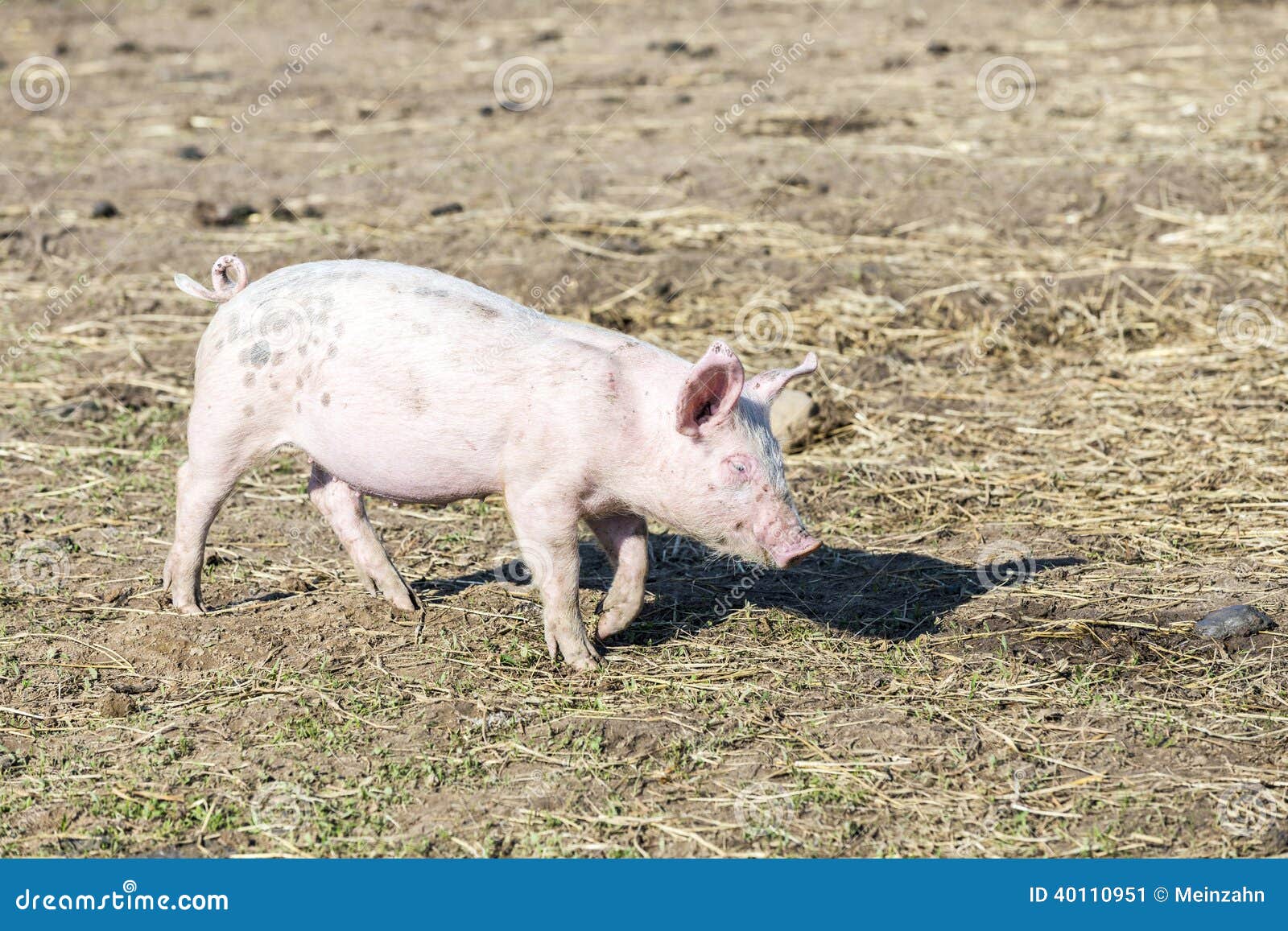 Flock of Pigs in a Bio Farm Stock Image - Image of nature, color: 40110951