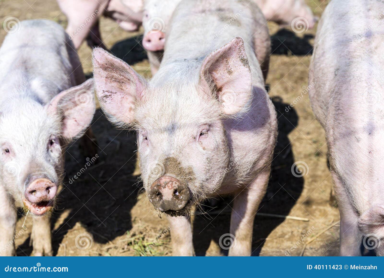 Flock of Pigs in a Bio Farm Stock Image - Image of grass, mammal: 40111423
