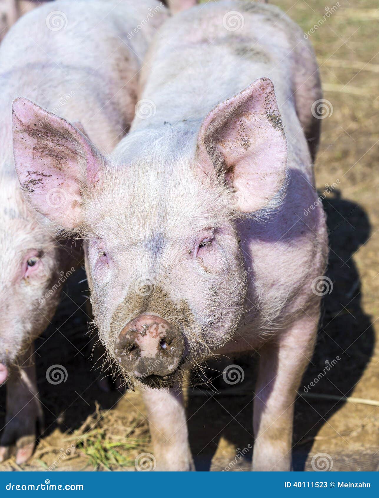 Flock of Pigs in a Bio Farm Stock Image - Image of green, meat: 40111523