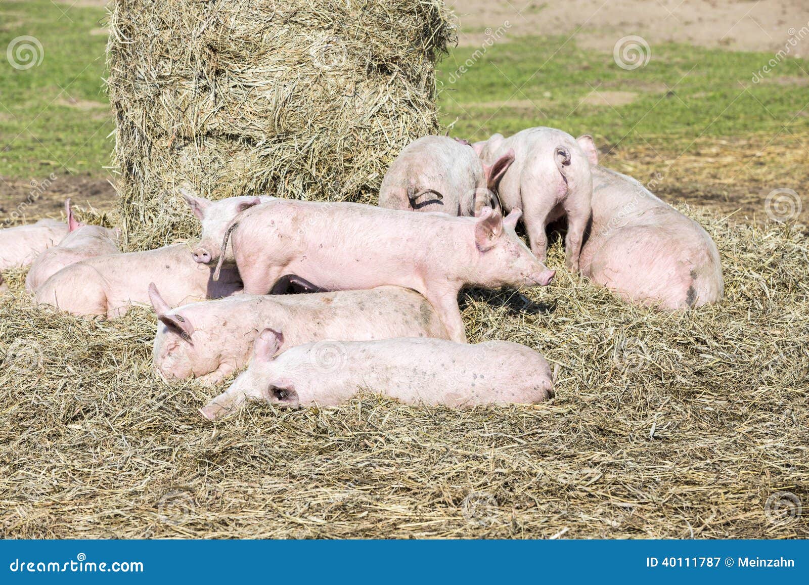 Flock of Pigs in a Bio Farm Stock Image - Image of ecological, healthy ...