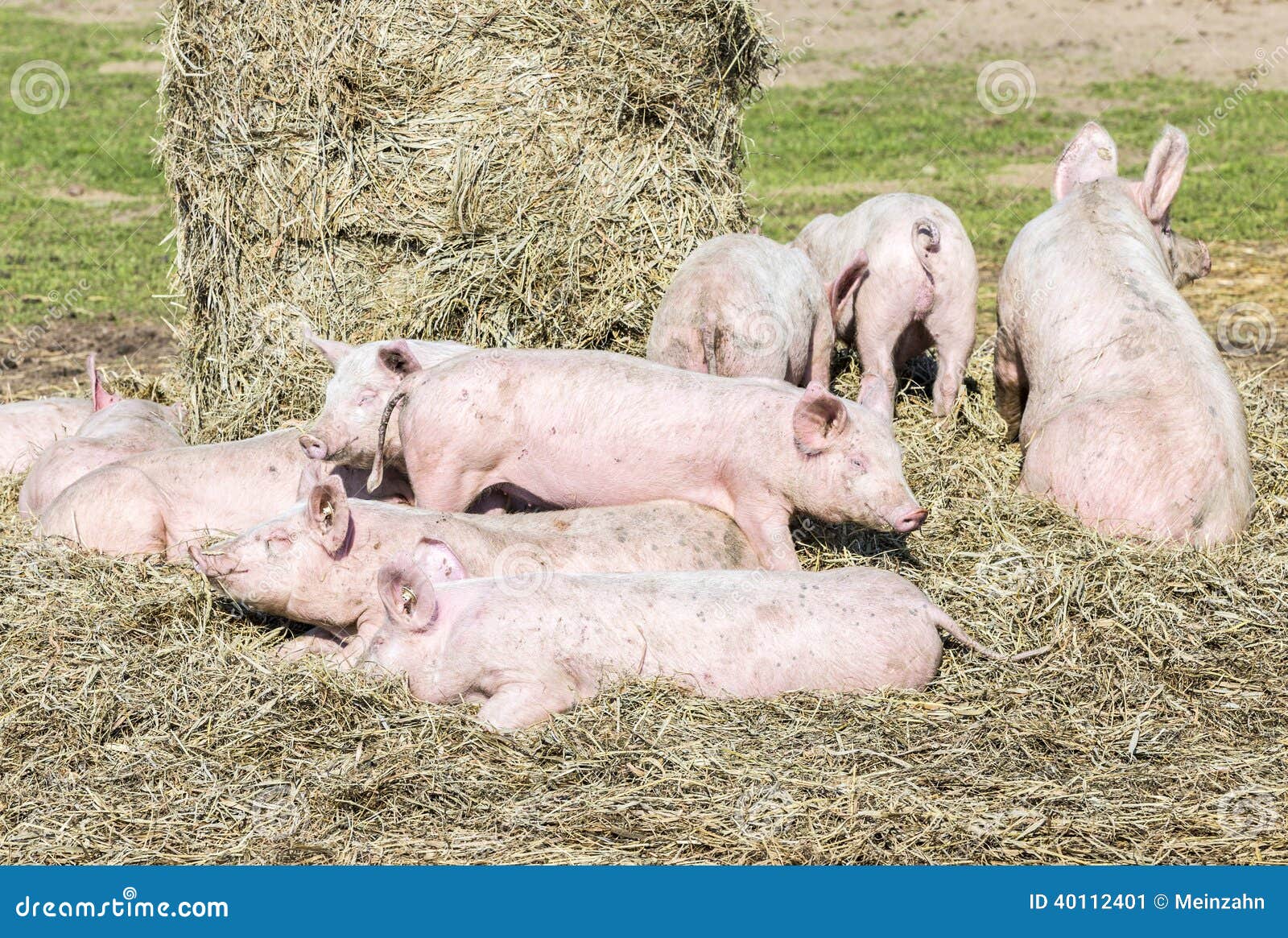 Flock of Pigs in a Bio Farm Stock Image - Image of agriculture, herd ...