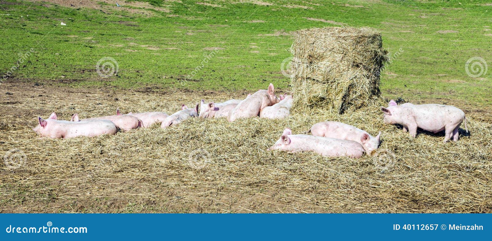 Flock of Pigs in a Bio Farm Stock Image - Image of grass, domestic ...