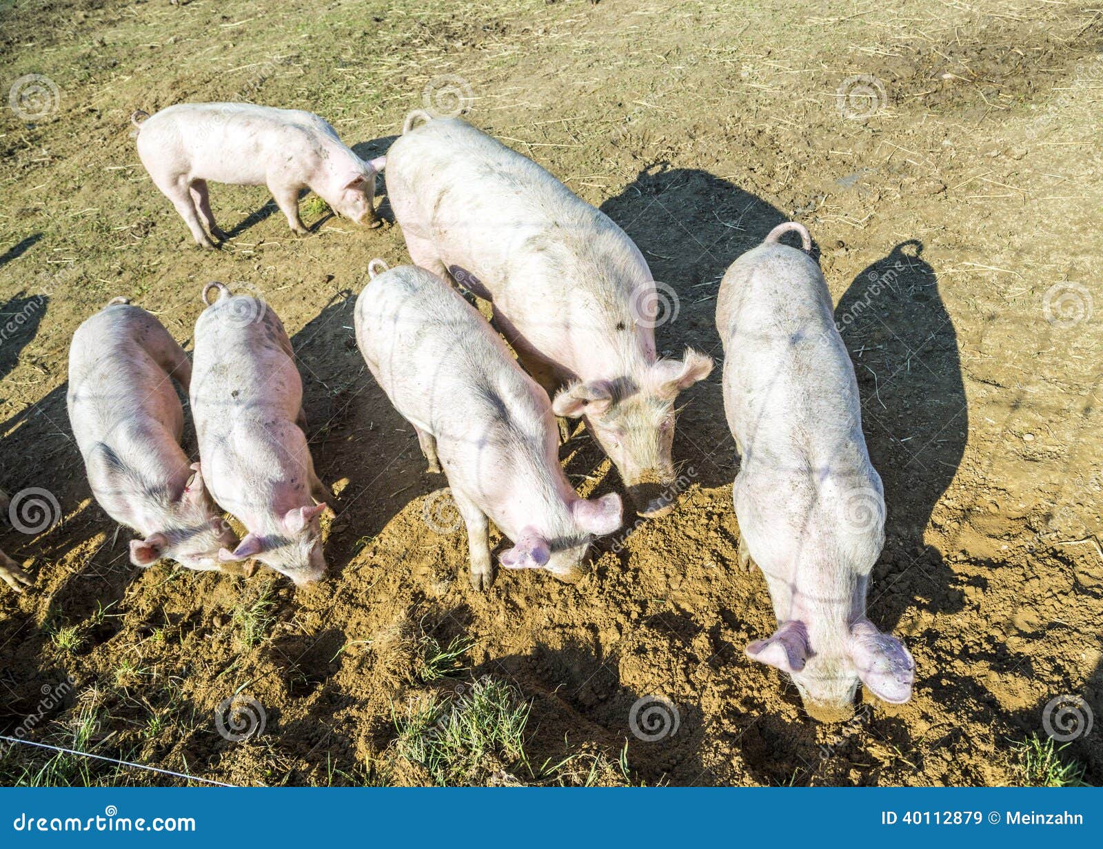 Flock of Pigs in a Bio Farm Stock Image - Image of pigeons, meat: 40112879