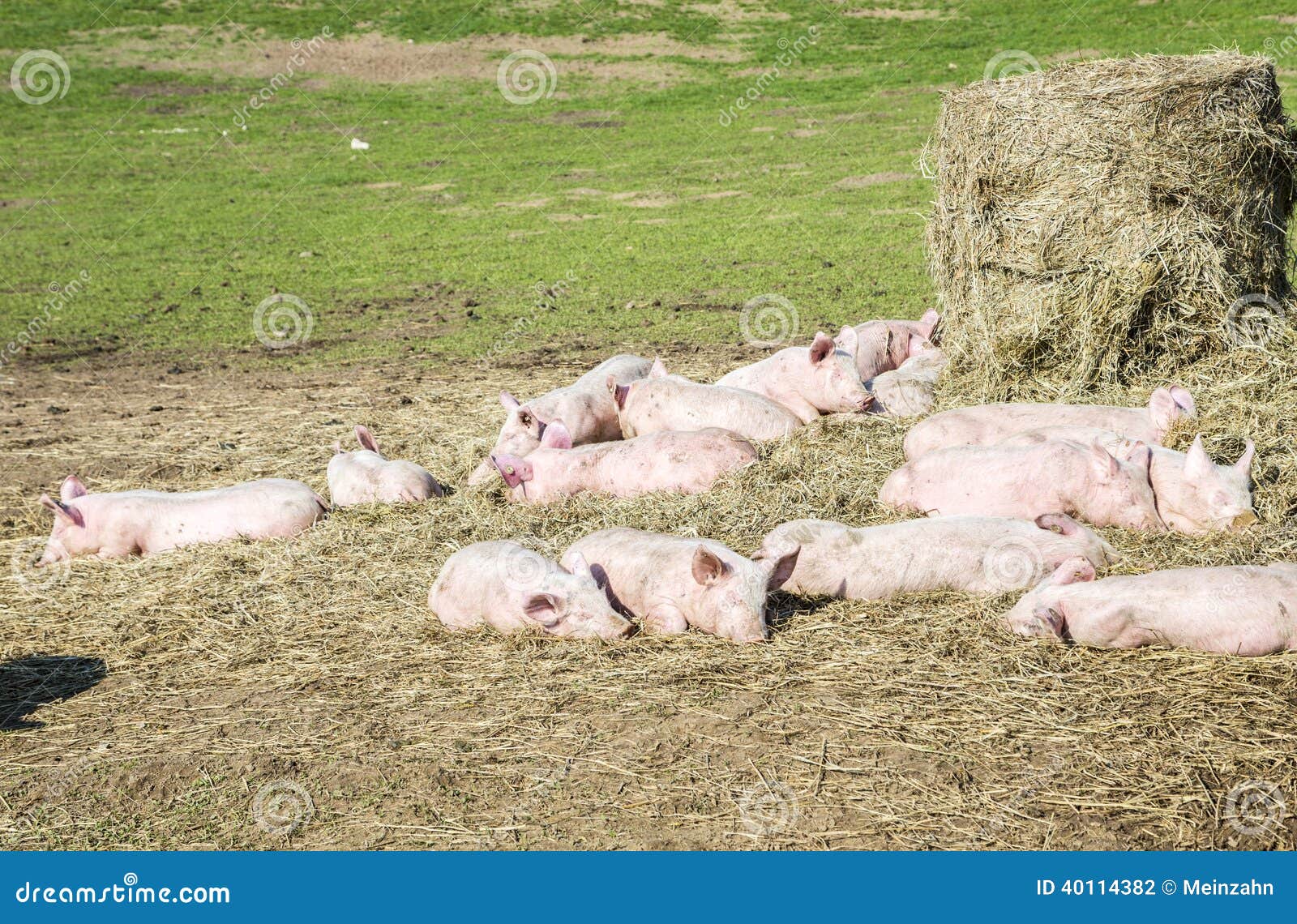Flock of Pigs in a Bio Farm Stock Photo - Image of bale, industry: 40114382