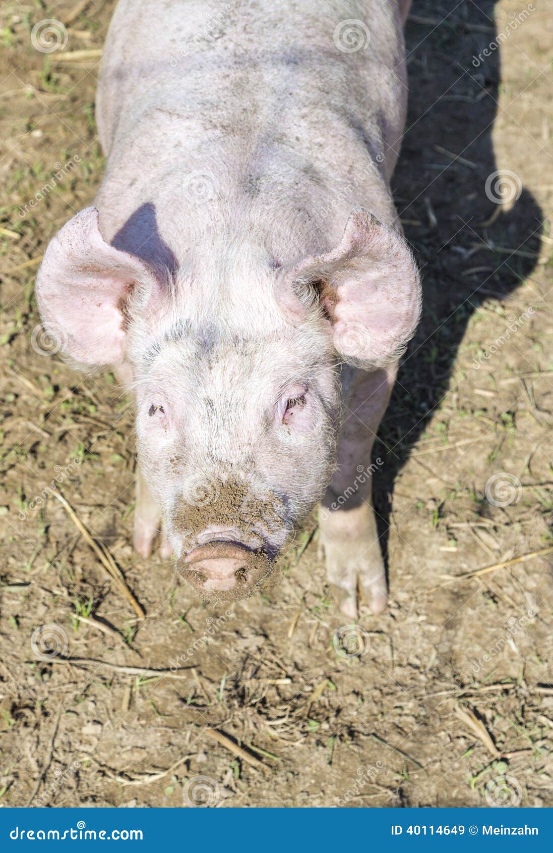 Flock of Pigs in a Bio Farm Stock Image - Image of farming, livestock ...