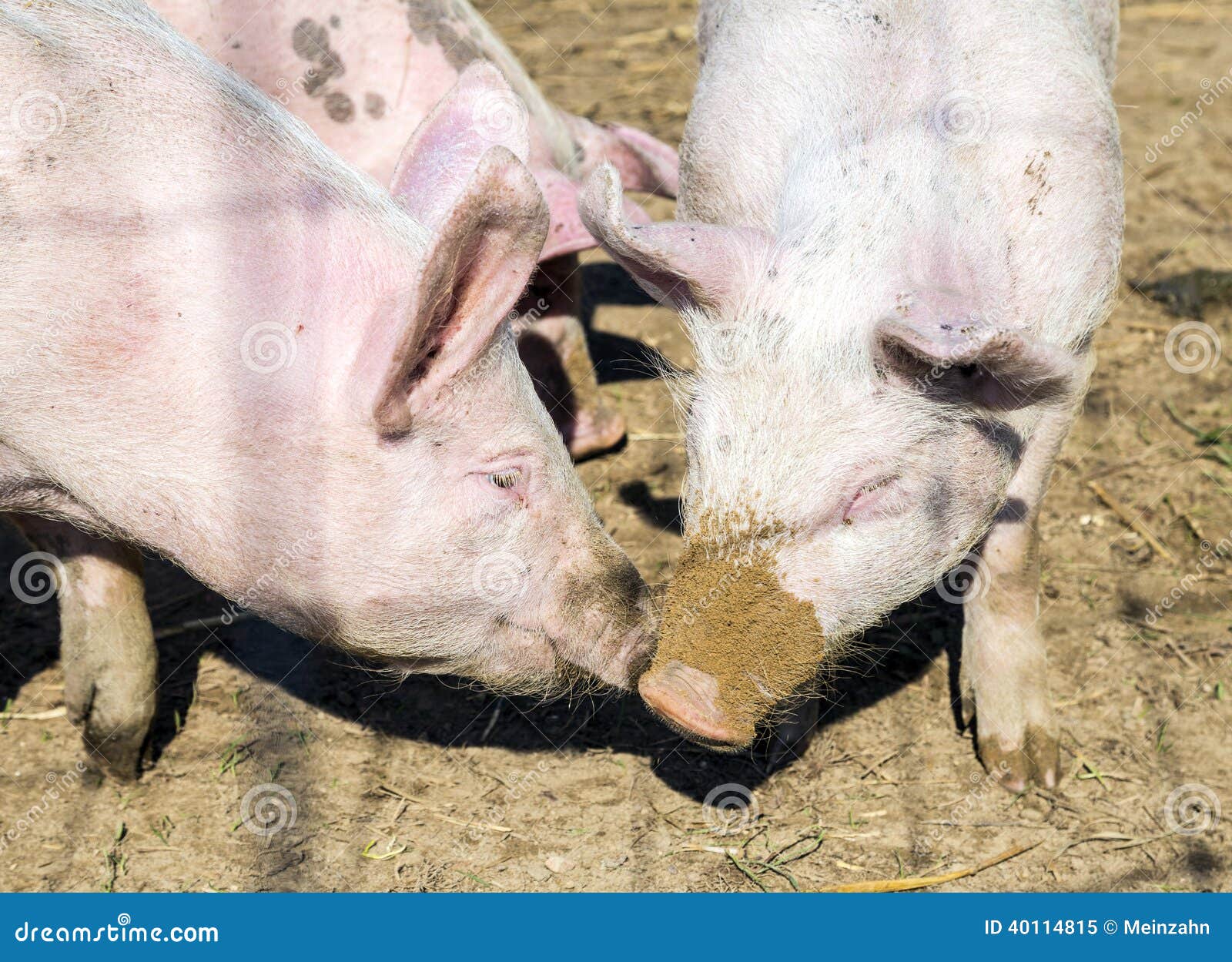 Flock of Pigs in a Bio Farm Stock Image - Image of piglet, healthy ...