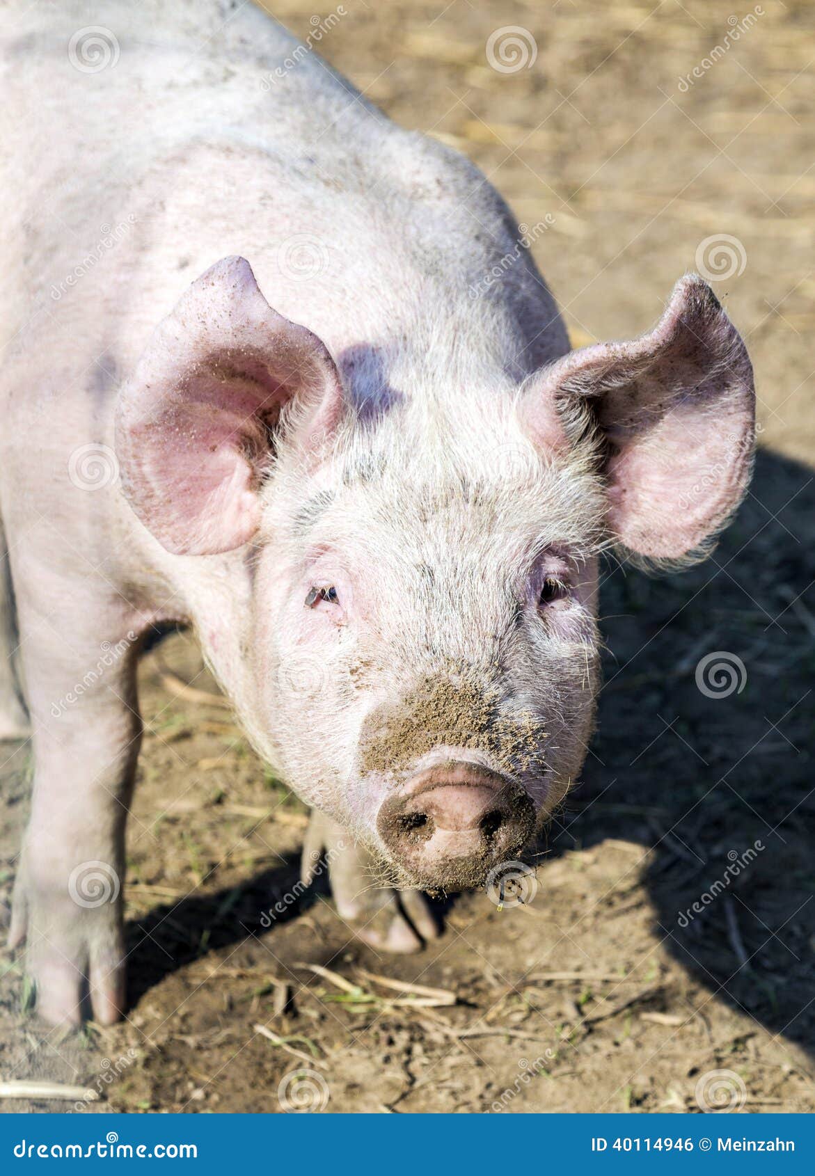 Flock of Pigs in a Bio Farm Stock Photo - Image of cute, herd: 40114946