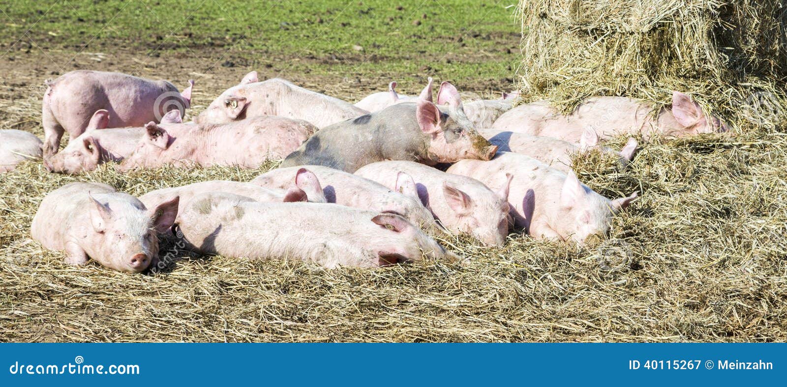 Flock of Pigs in a Bio Farm Stock Image - Image of meat, green: 40115267