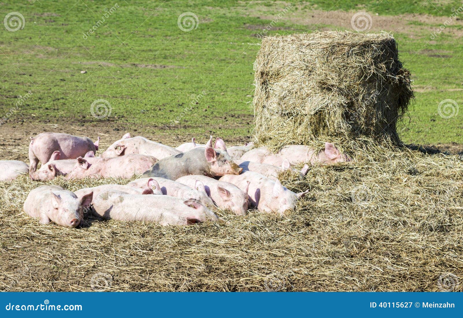 Flock of Pigs in a Bio Farm Stock Image - Image of animal, healthy ...
