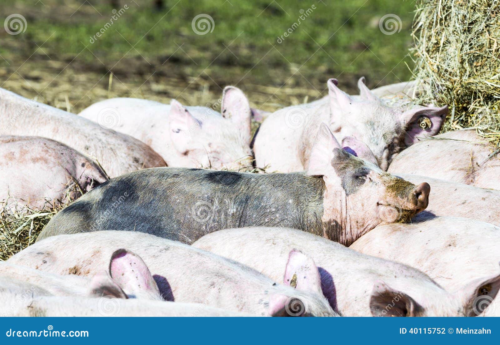 Flock of Pigs in a Bio Farm Stock Photo - Image of ecological, herd ...