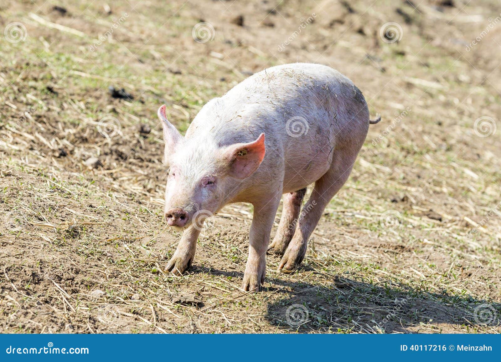 Flock of Pigs in a Bio Farm Stock Photo - Image of herd, green: 40117216