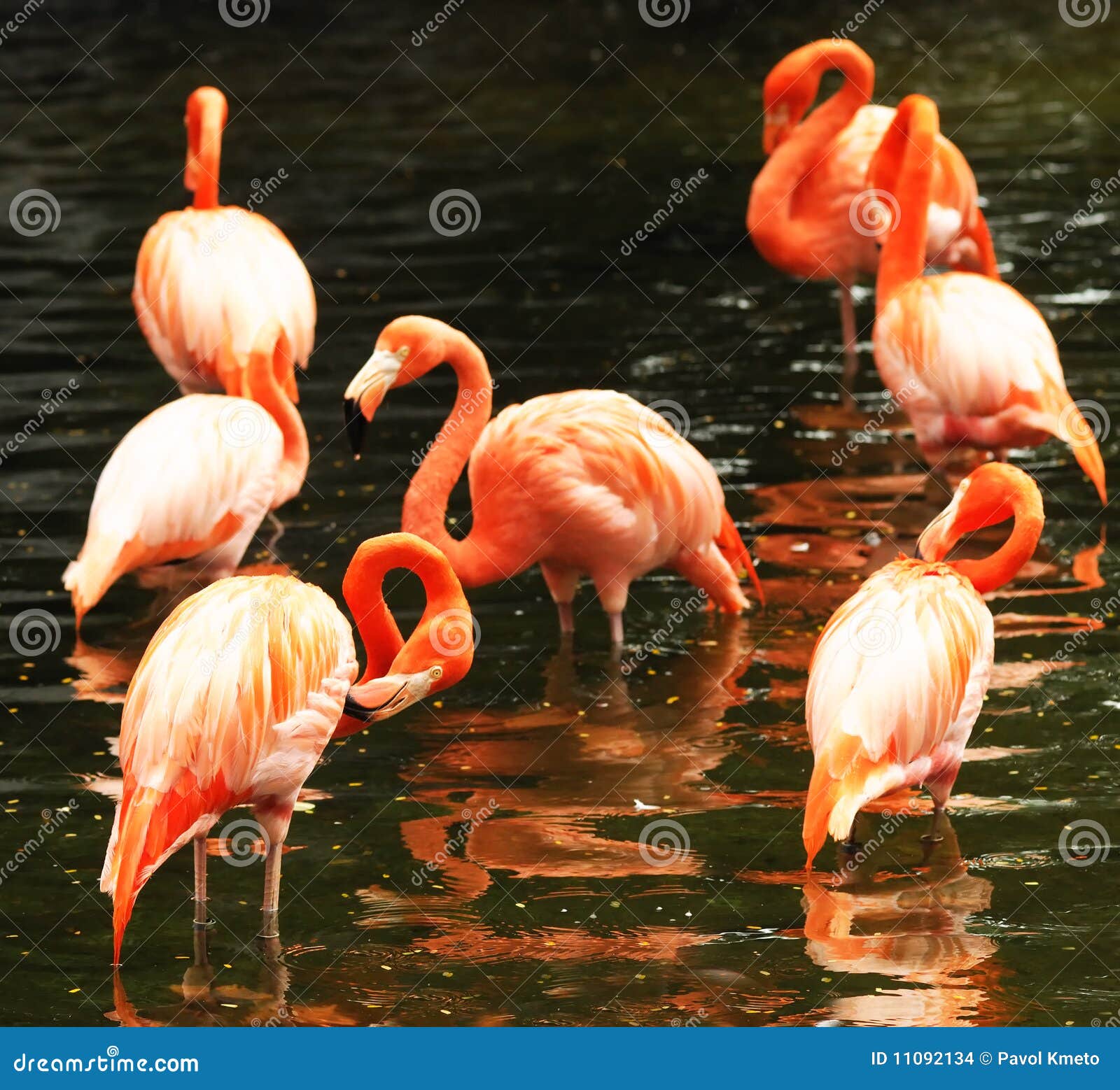 The flock of pink flamingo stock photo. Image of kenya - 11092134