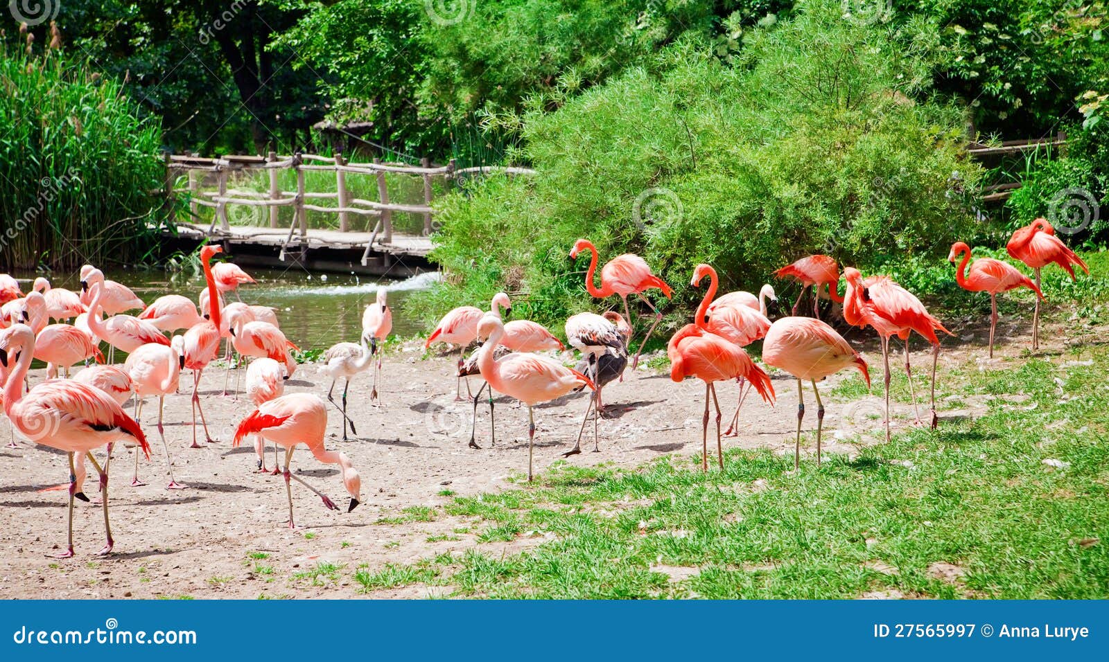 Flock of Pink Flamingo stock image. Image of large, birds - 27565997